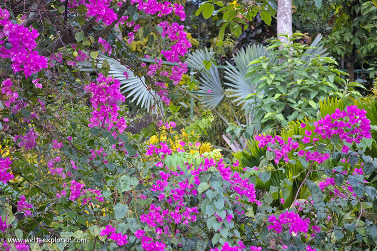 Monteverde Nebelwald und Naturschutzgebiet in Costa Rica - Welt Explorer